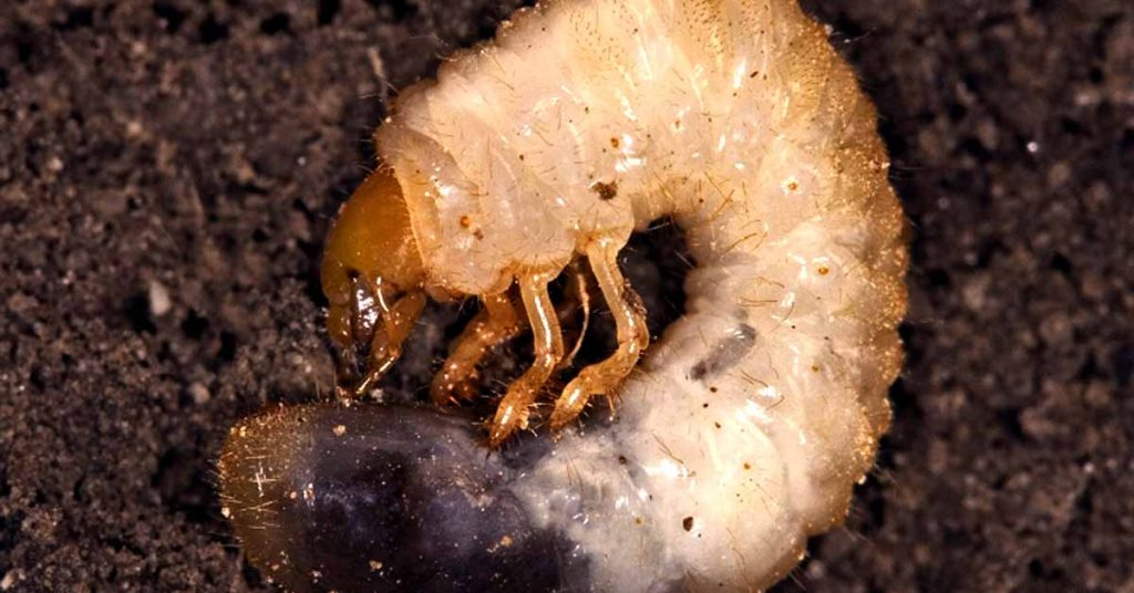 All You Need To Know About Grubs & How To Treat Them • Sheppard Lawn ...